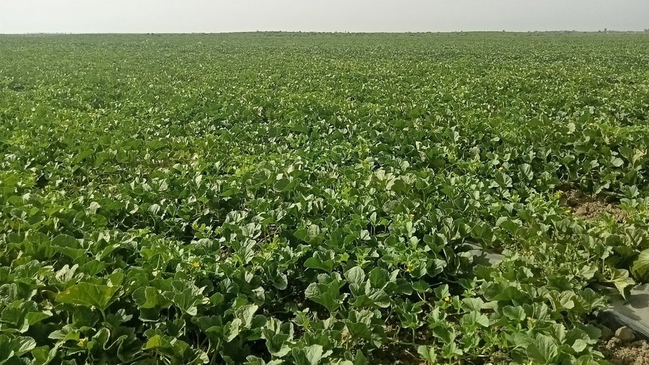 CapGen Seeds impulsa su desarrollo en sandía y melón