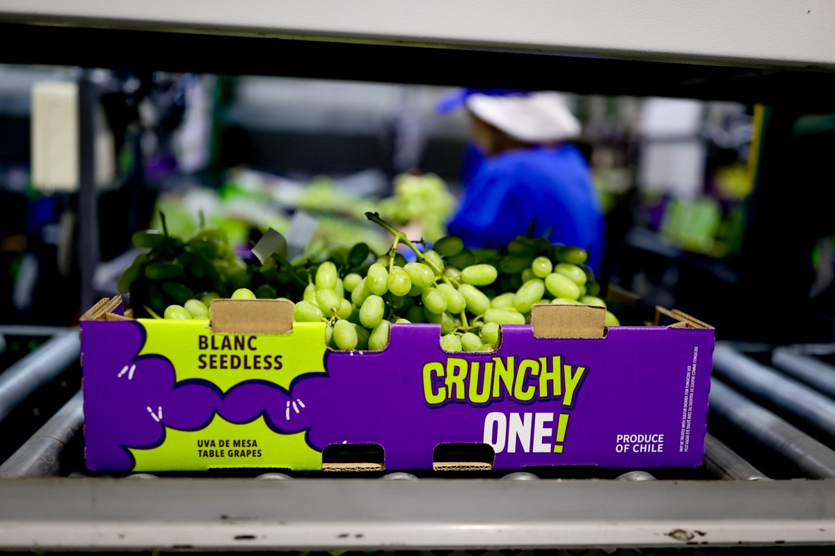 VPC / Polar Fruit refuerzan el control contra las plantaciones ilegales ...