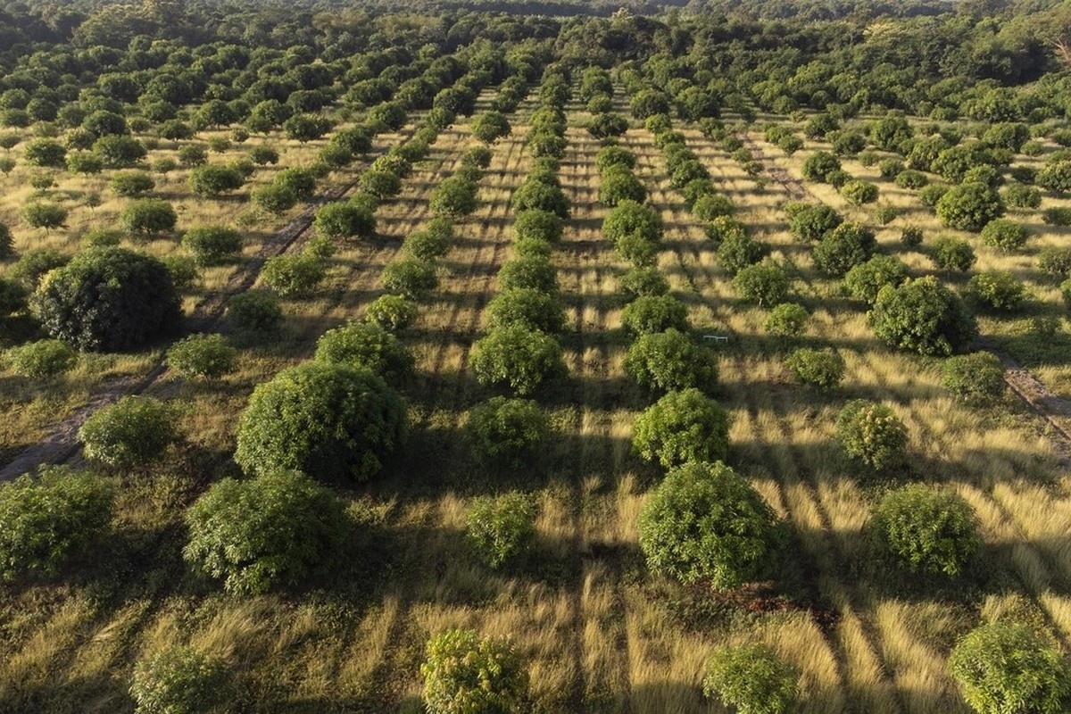 "Nuestro objetivo es posicionar al mango de azúcar como un producto ...