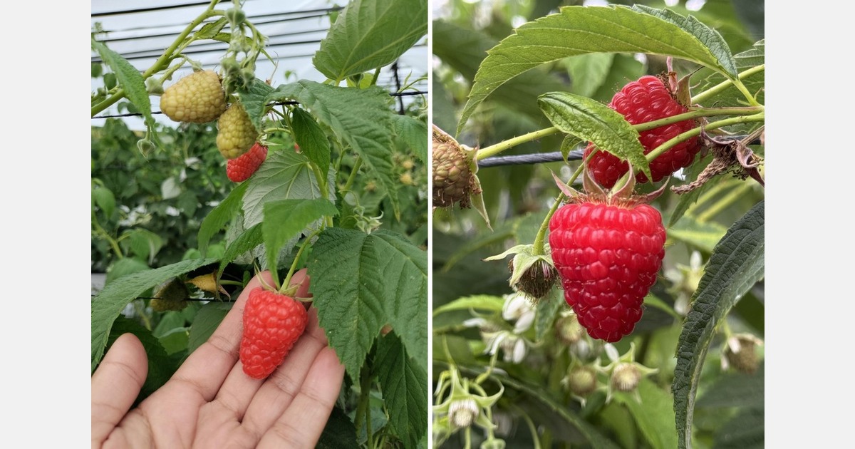 Onubafruit amplía a 200 ha la producción de frambuesa Malaika