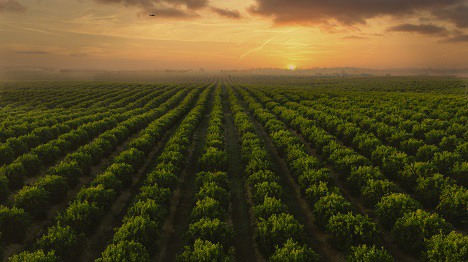 AM FRESH Group se posiciona para vender "direct to retail" en Francia ...