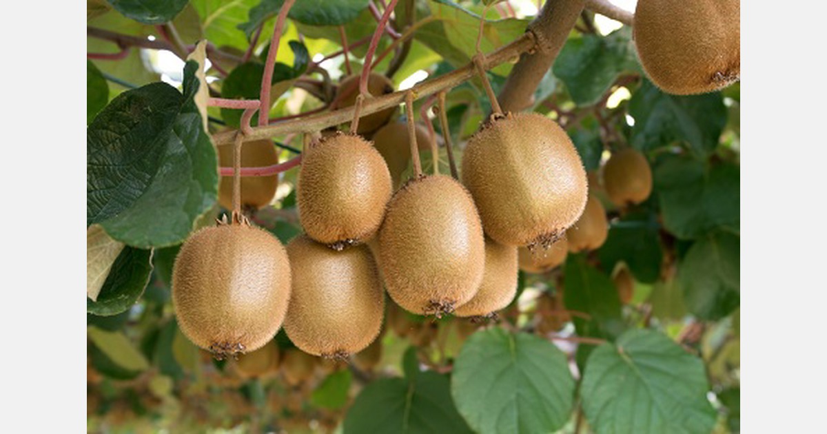 La AOPn Kiwi de Francia presenta los resultados de la campaña de 2021 y ...