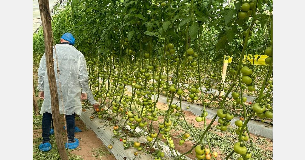 "Hemos pasado de 28 camiones de tomates a la semana a menos de 12"