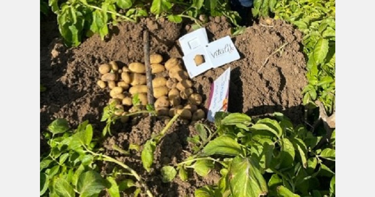 "El paso de la patata de conservación a la patata temprana va bien"