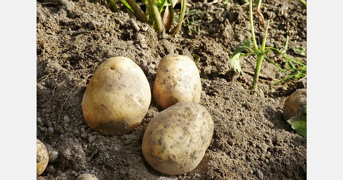 "El mercado de la patata funciona bien en general"