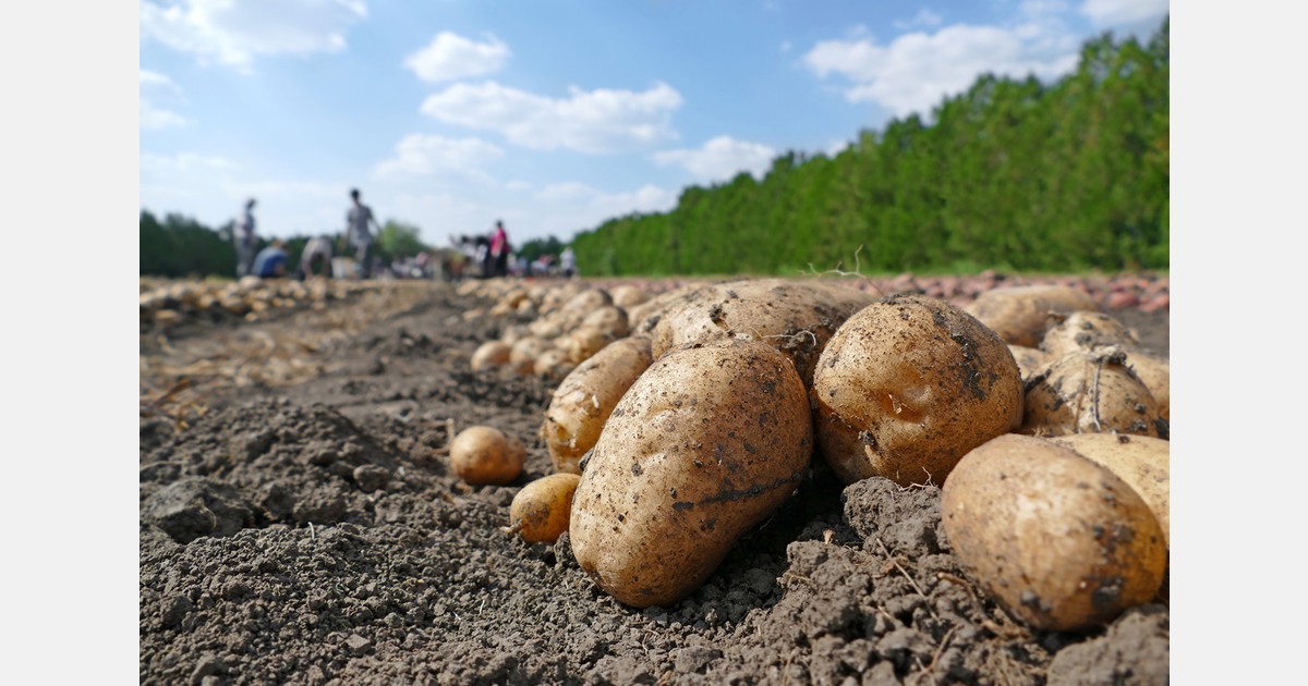"El rendimiento de la patata de consumo, en línea con la media de los ...