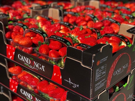 Italia: La mejora de las temperaturas impulsa la campaña de fresa Candonga