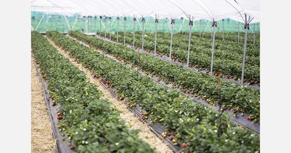 Italia: Ha terminado la campaña de fresas Candonga Top Quality