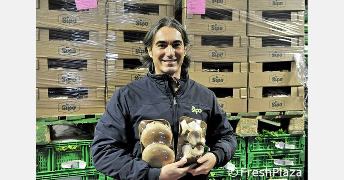 Cada vez más hongos italianos se exportan a Europa