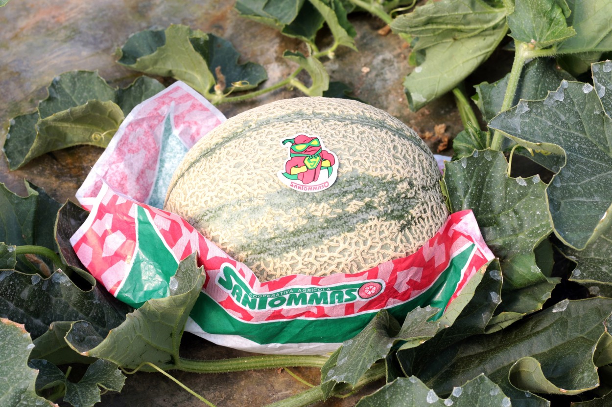 Arranca en Italia la campaña del melón escriturado, una semana antes de ...