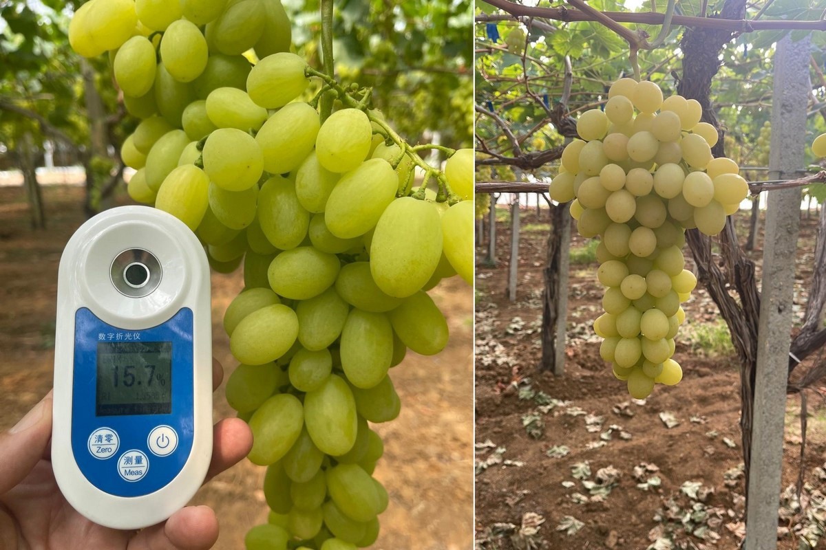 Sicilia asiste a una conversión progresiva a las uvas apirenas