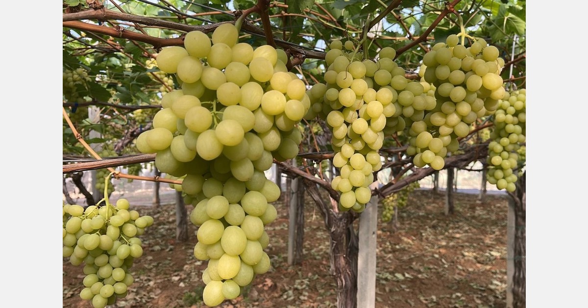 Sicilia asiste a una conversión progresiva a las uvas apirenas