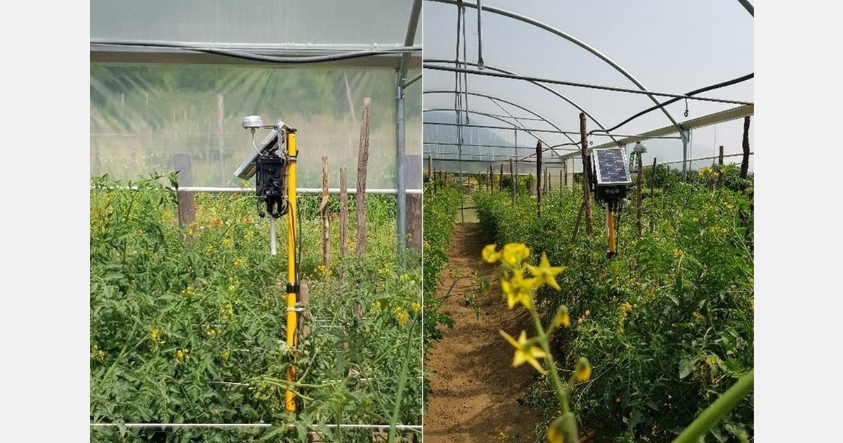 Tecnología de sensores al servicio de la defensa y el cultivo sostenibles del tomate en invernadero