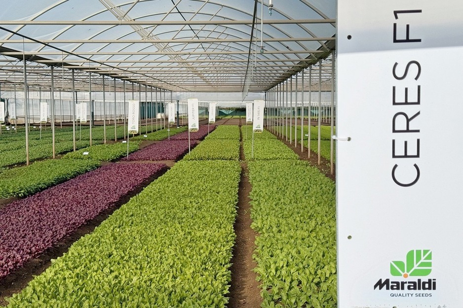 Innovación italiana en el sector "baby leaf"