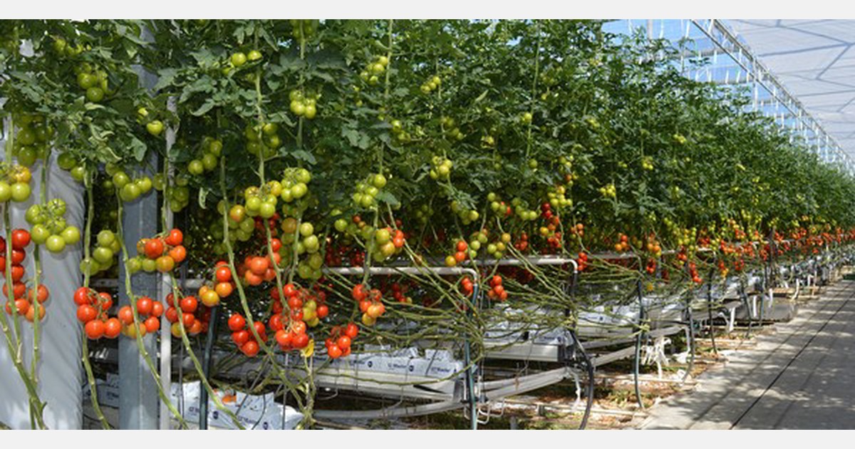 Los precios del tomate holandés están subiendo poco a poco