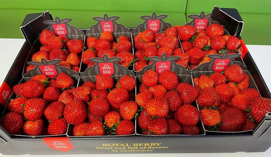 "El cultivo está entrando correctamente en producción y no ha sufrido ...