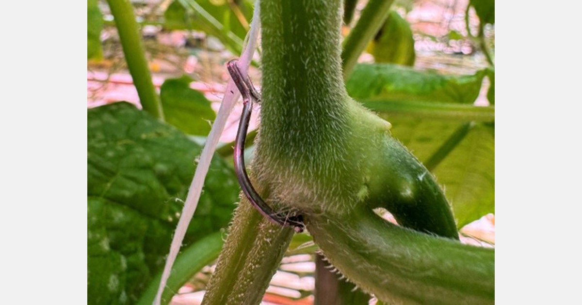 Tomsystem presenta una nueva grapa de 15 mm de diámetro para entutorar ...