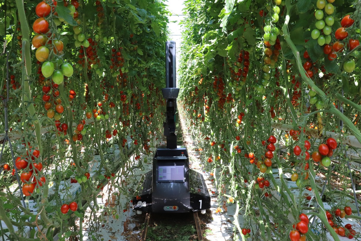 Robot recolector de tomate snack listo para el mercado