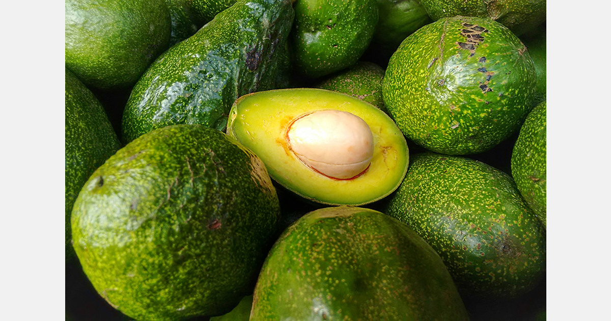 Las expectativas para la palta peruana en 2025 son muy positivas