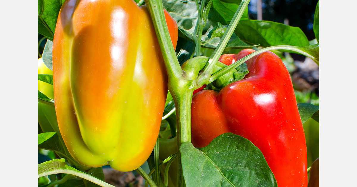 Paraguay concreta su primera exportación de morrón a la Argentina