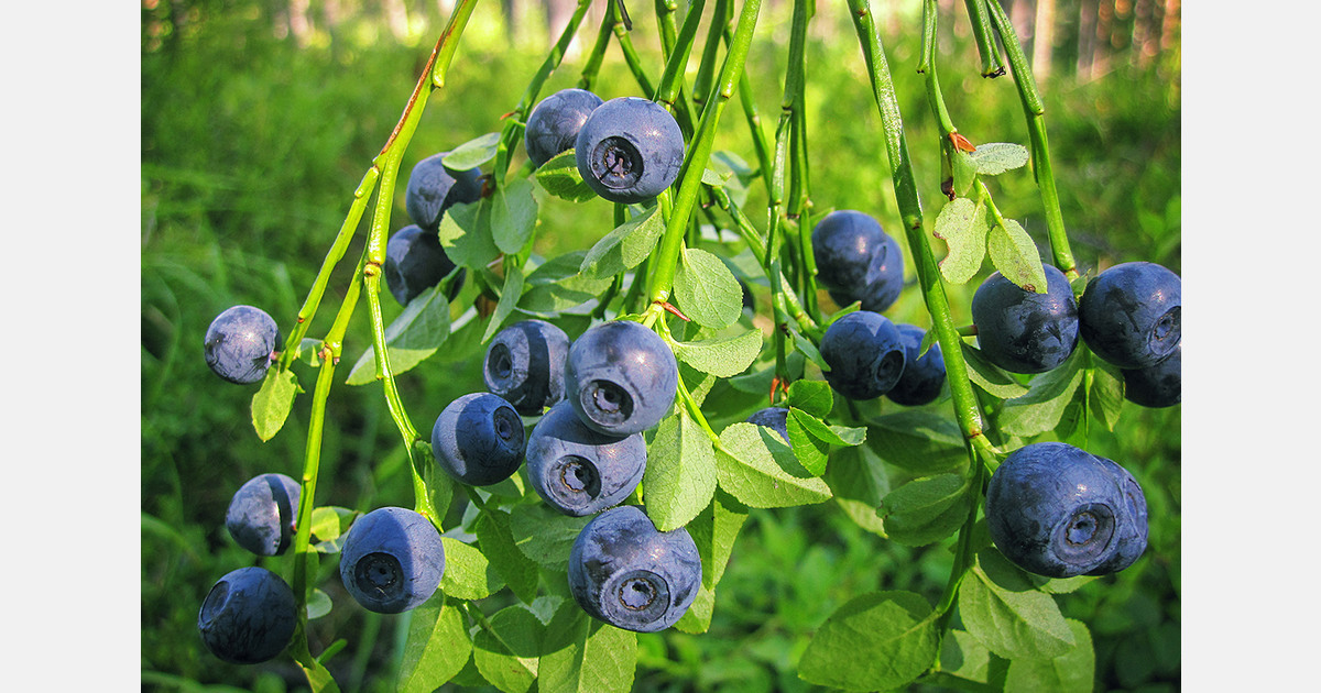 Aumentan las importaciones de arándanos en EE. UU. para satisfacer la demanda durante todo el año