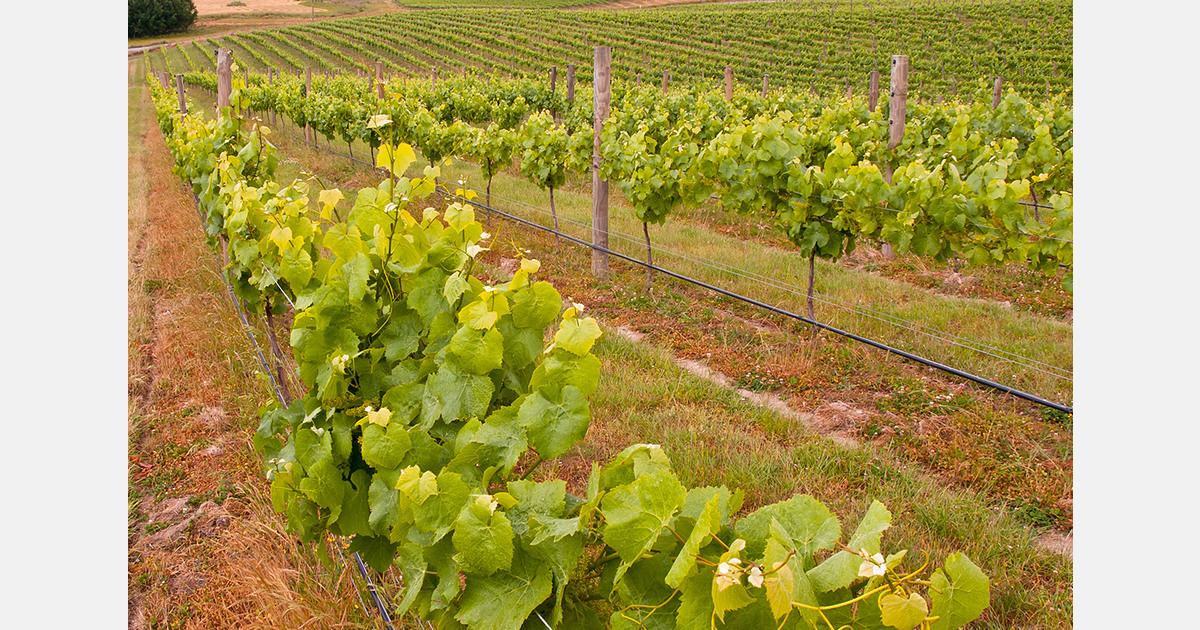 AM Fresh invertirá otros 2.000 millones de euros en adquisiciones