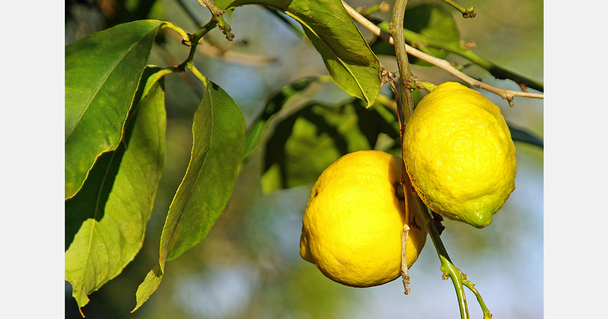 Alerta en Tucumán por detección de insecto transmisor de HLB en cítricos