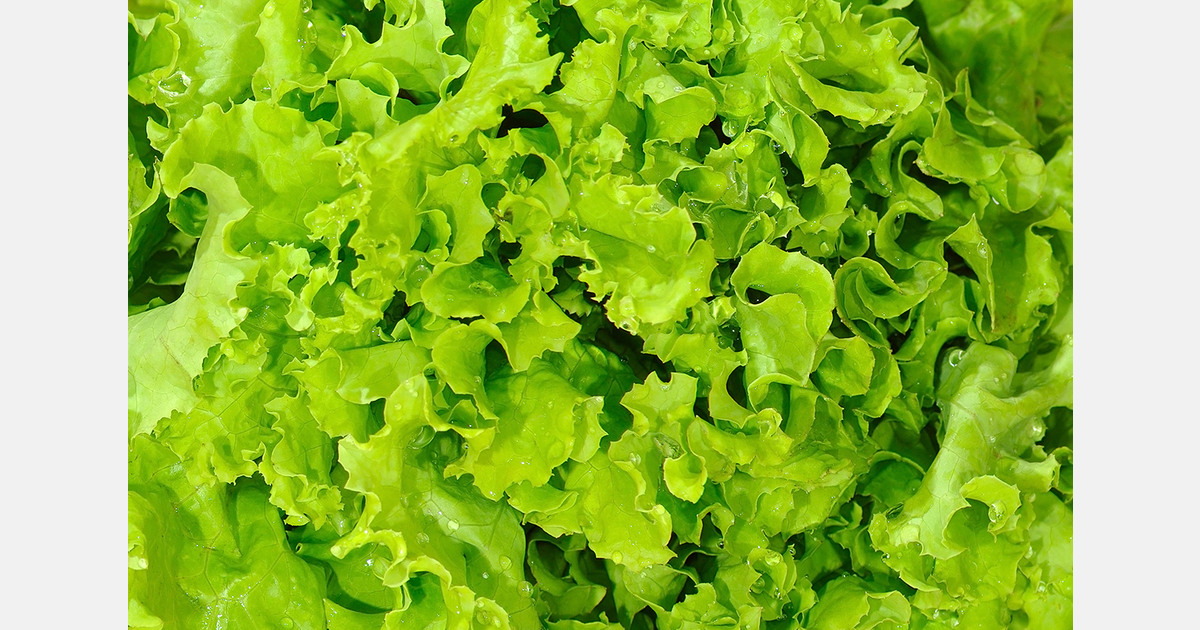 Avances en la mejora genética de la lechuga en Argentina