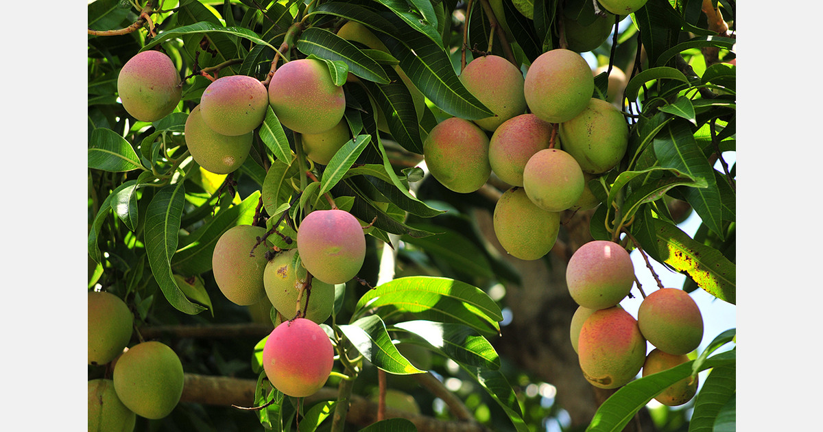 El cambio climático y la producción de mango peruano