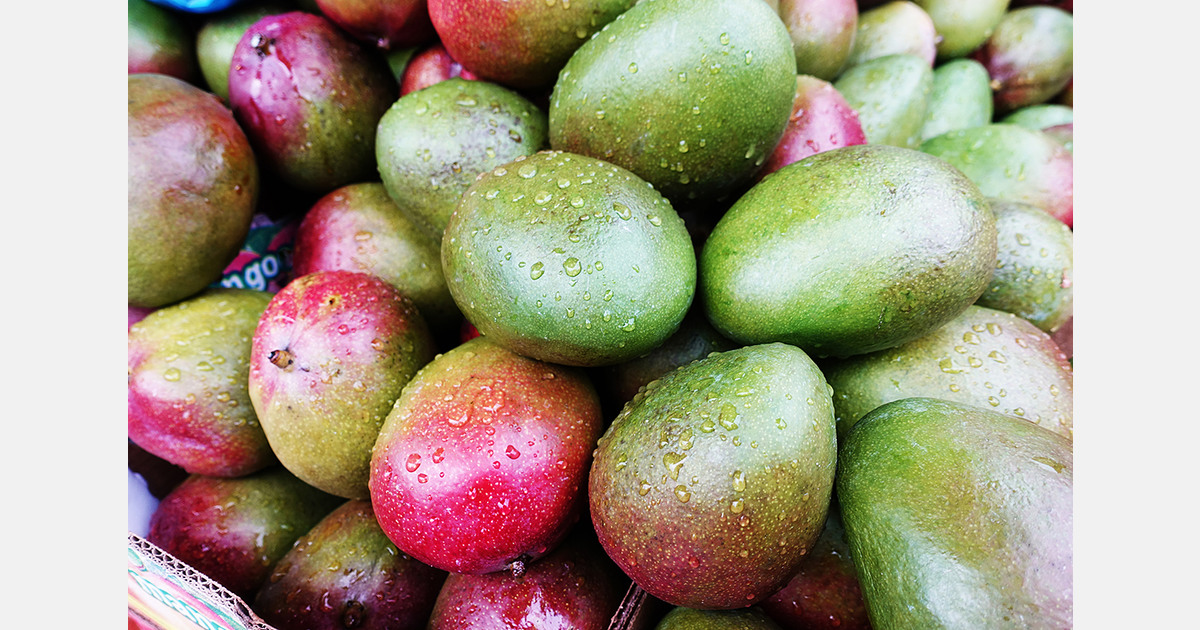 La producción de mango de Sinaloa podría caer a la mitad por la sequía