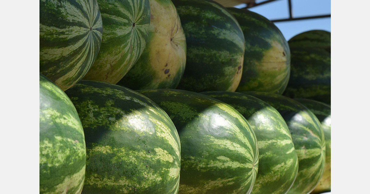 Nuevas caídas en el precio del melón y la sandía