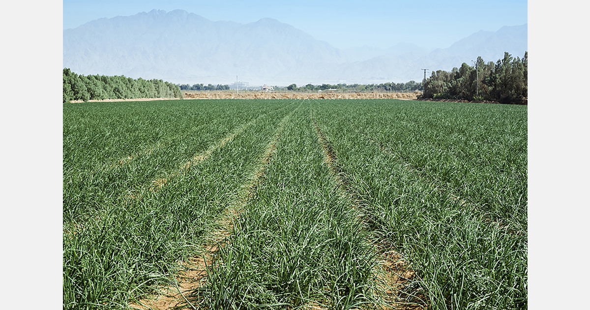 BASF lanza los cultivos de cebolla y patata bajo el sistema Agrigenio DSS