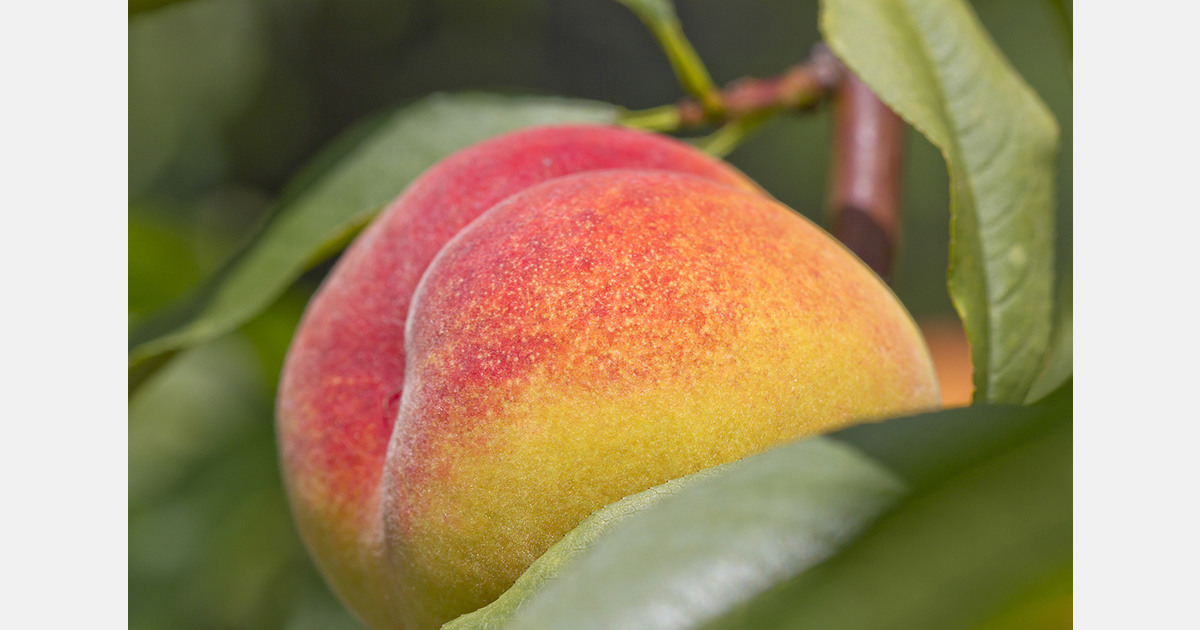 La implantación del seguro de frutales roza el 90% en Aragón