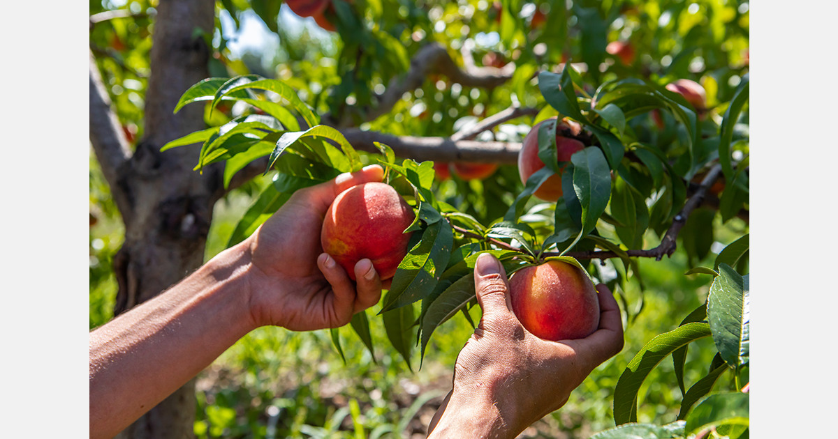 Las VII jornadas técnicas de Fruticultura en Zaragoza abordan innovación y manejo del agua