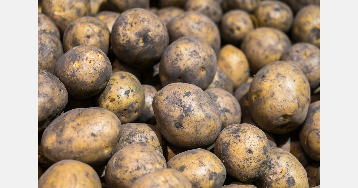 Importantes subidas en la cotización de la patata por la peor calidad y ...