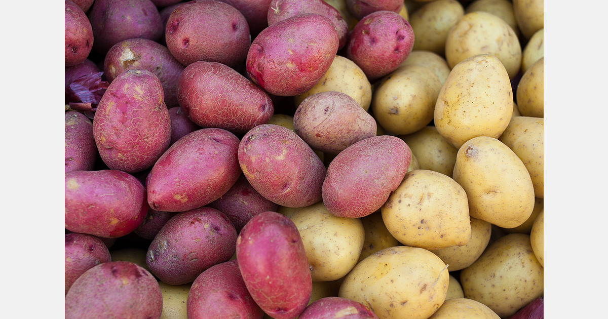 La superficie de patata francesa creció el año pasado