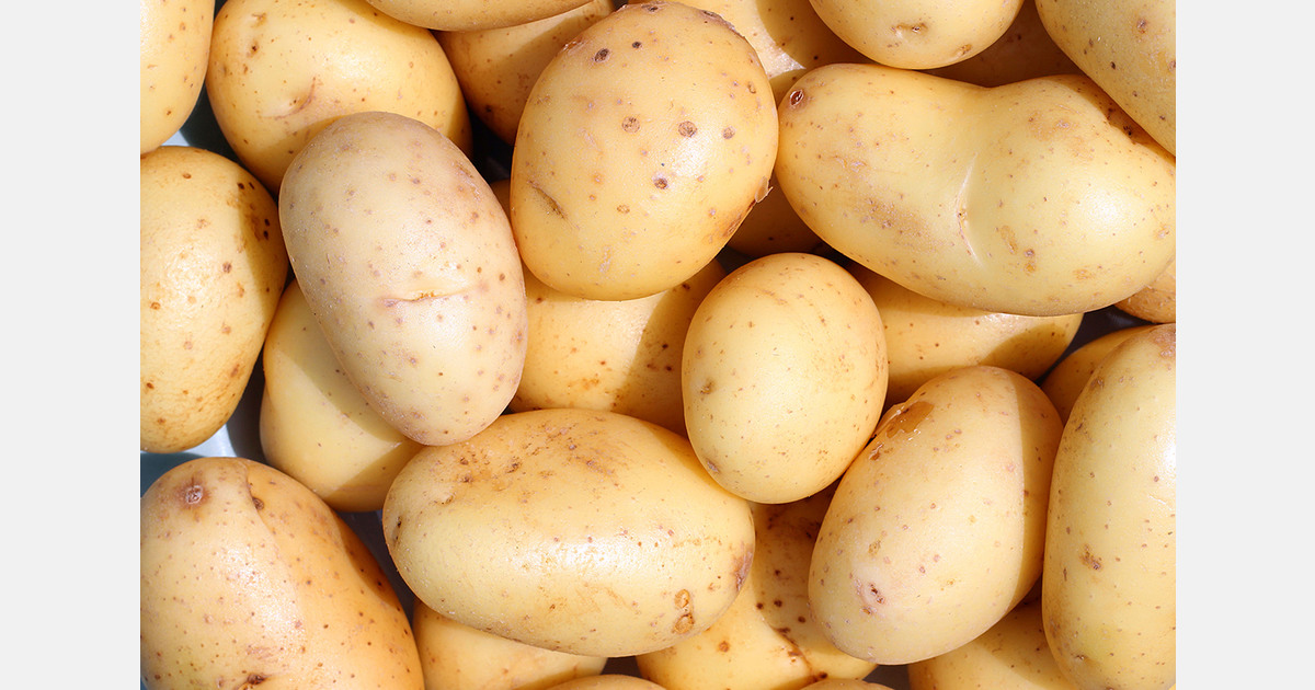 El sector de la patata en León apuesta por la modernización para ...