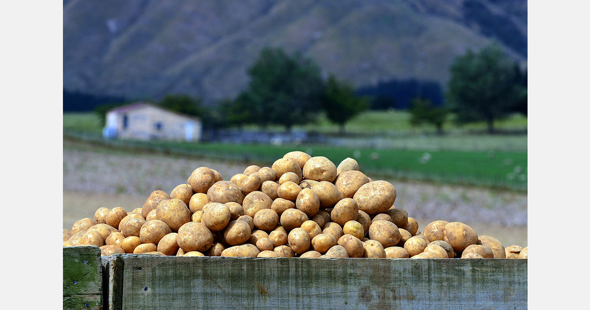 El NEPG prevé una cosecha récord de patata en 2025, pero alerta de ...