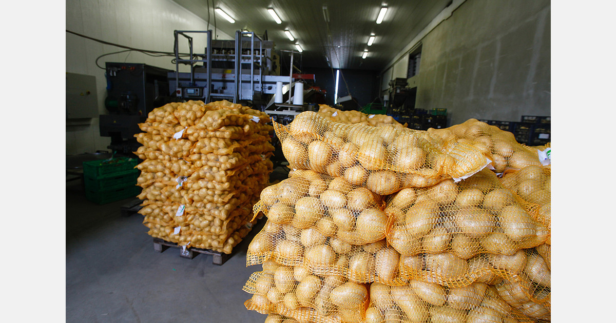 La campaña de la patata española avanza con estabilidad