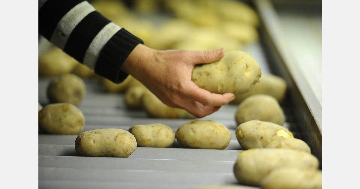 La importación española de patata ha crecido un 30% en volumen y un 60% ...