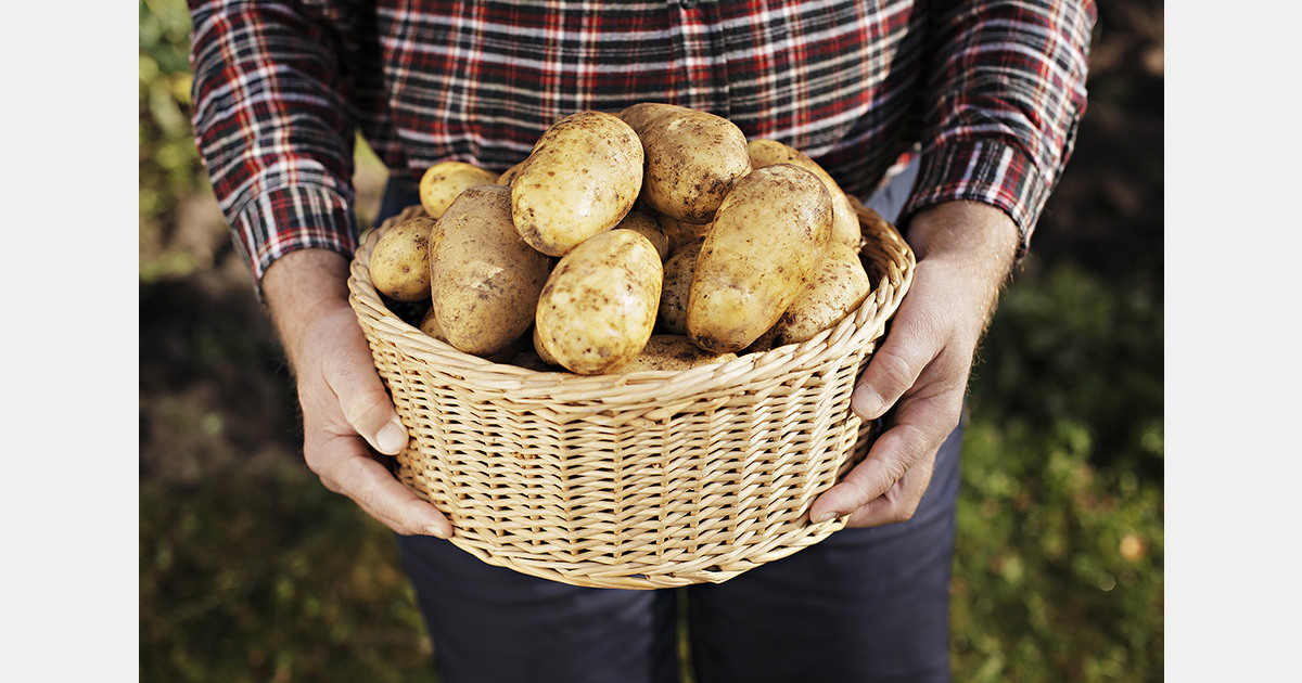 Volúmenes similares a los del año pasado y buenas perspectivas para la ...