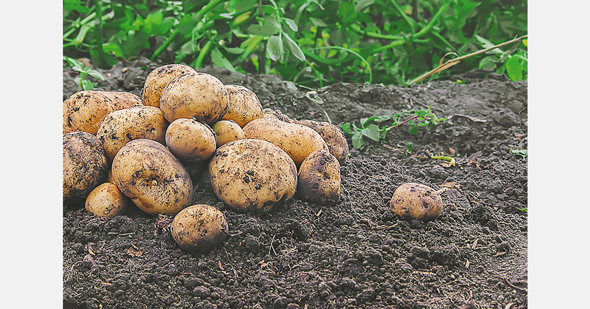 Alemania y Francia, a la cabeza de Europa en pérdidas de producción de ...