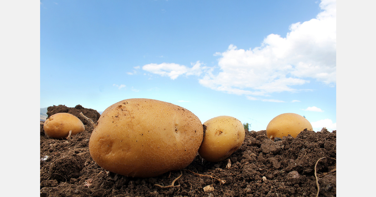 Las producciones de patata temprana en Castilla y León serán un 15-20% ...