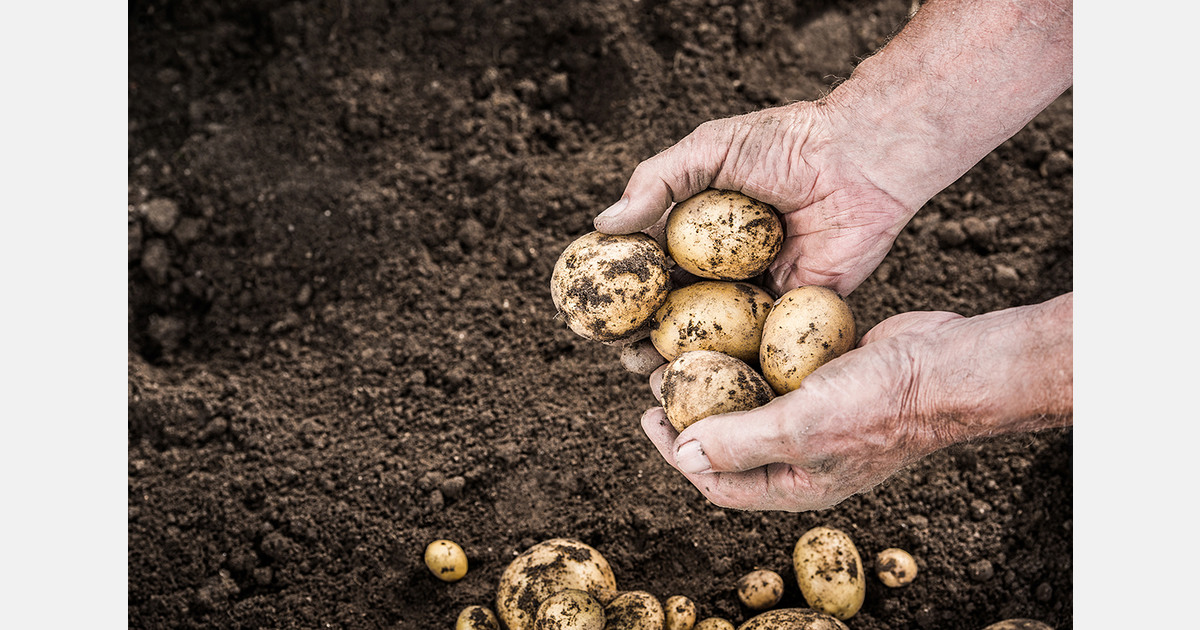 31.000 toneladas de patata extratemprana de Mallorca para exportación