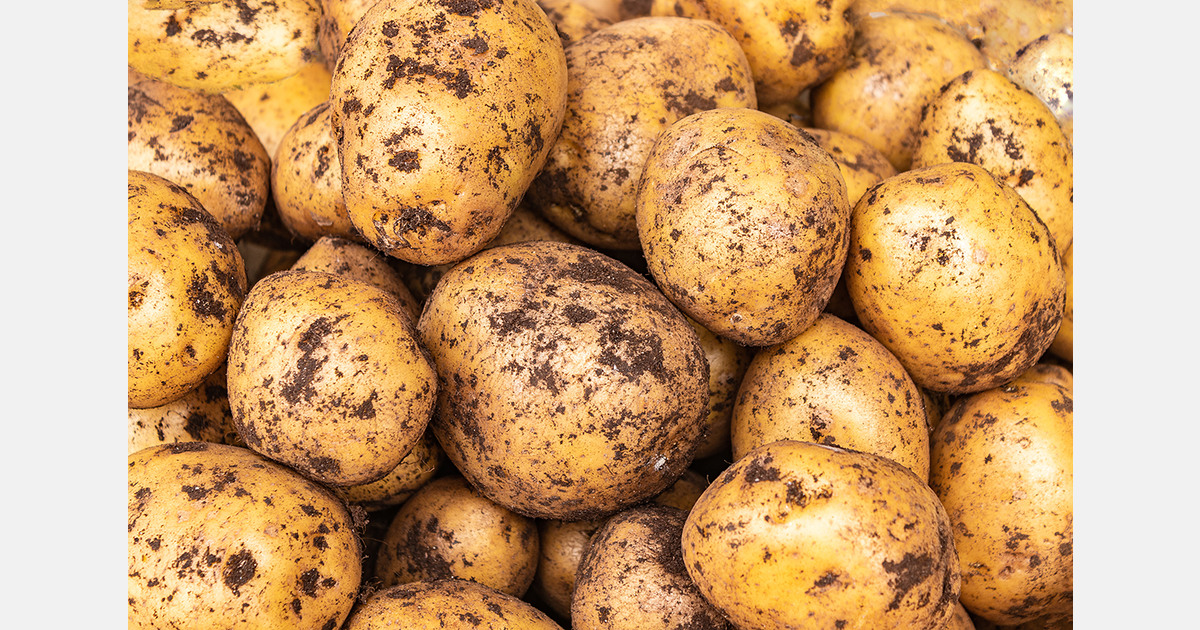 El precio en origen de la patata ha tenido un aumento pronunciado este ...