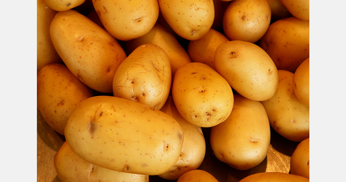 La producción de patata de media estación en España muestra crecimiento