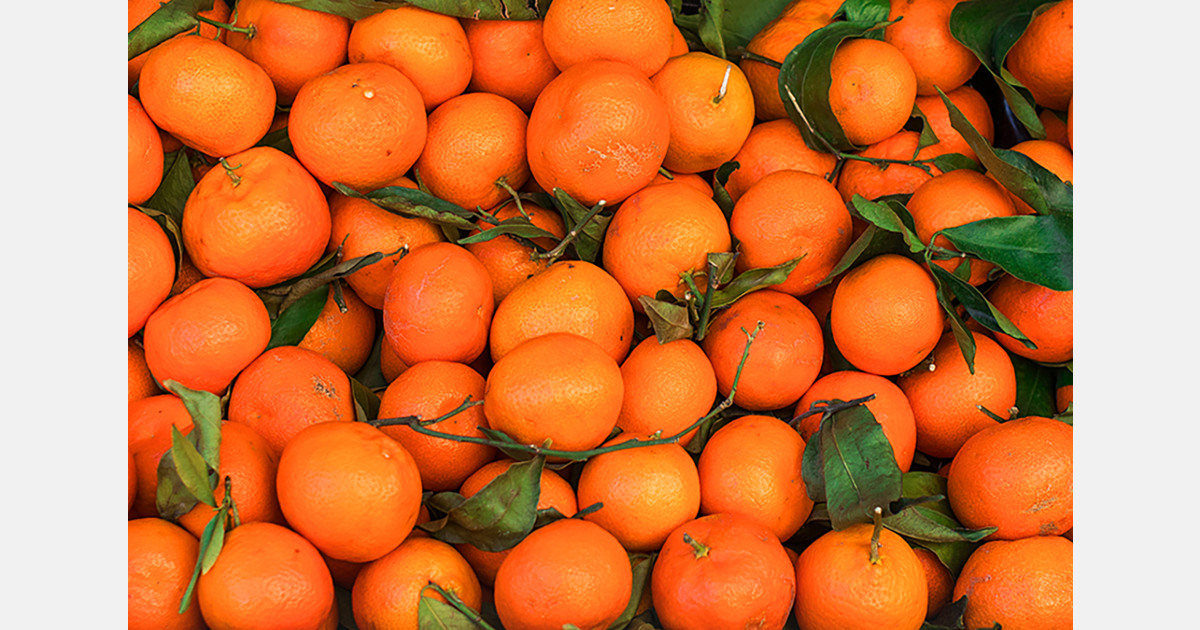 Un estudio revela que la luz led roja y azul estimula la coloración de ...