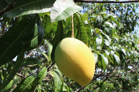 Panamá: Los mangos Lady Victoria, rumbo a Europa